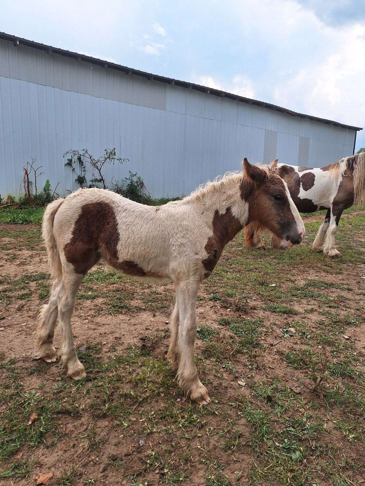 Blue Creek's Sofia Grace Gypsy Vanner Filly