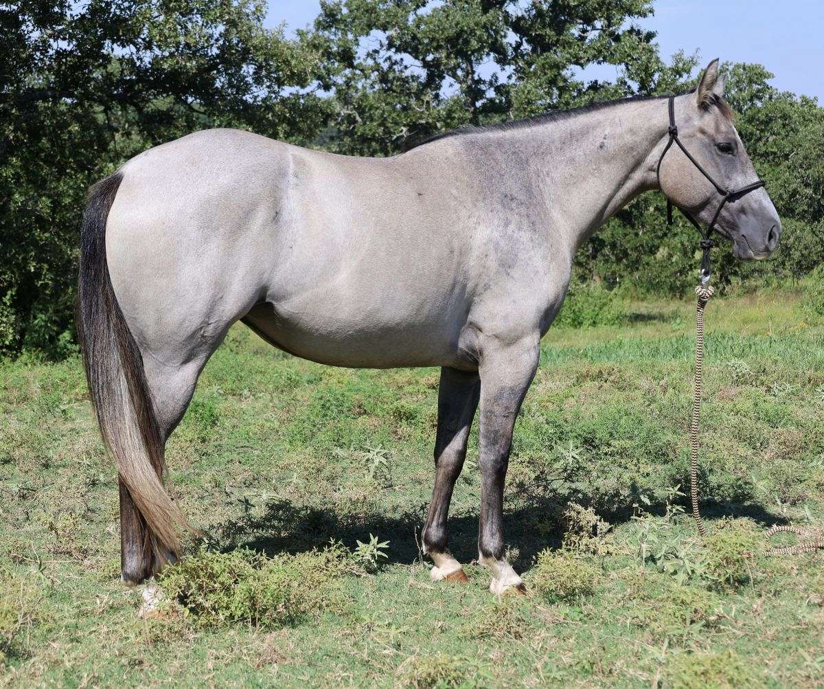 Hl Steady Moon - Started 4yr Old AQHA Mare