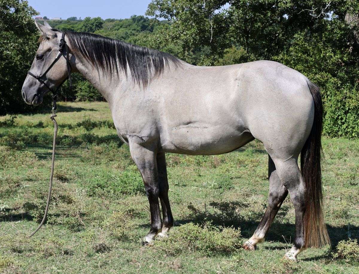 Hl Steady Moon - Started 4yr Old AQHA Mare
