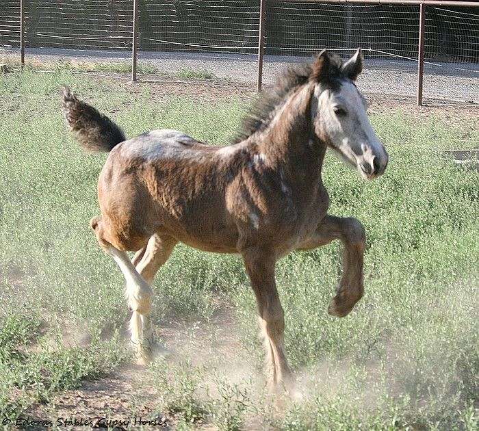 Es Anastasia - Grey Gypsy Horse Filly