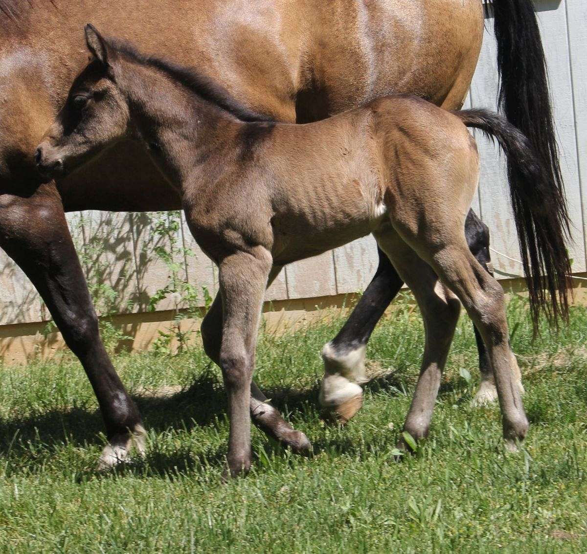 2025 Foundation Bred Sooty Buckskin Stud Colt