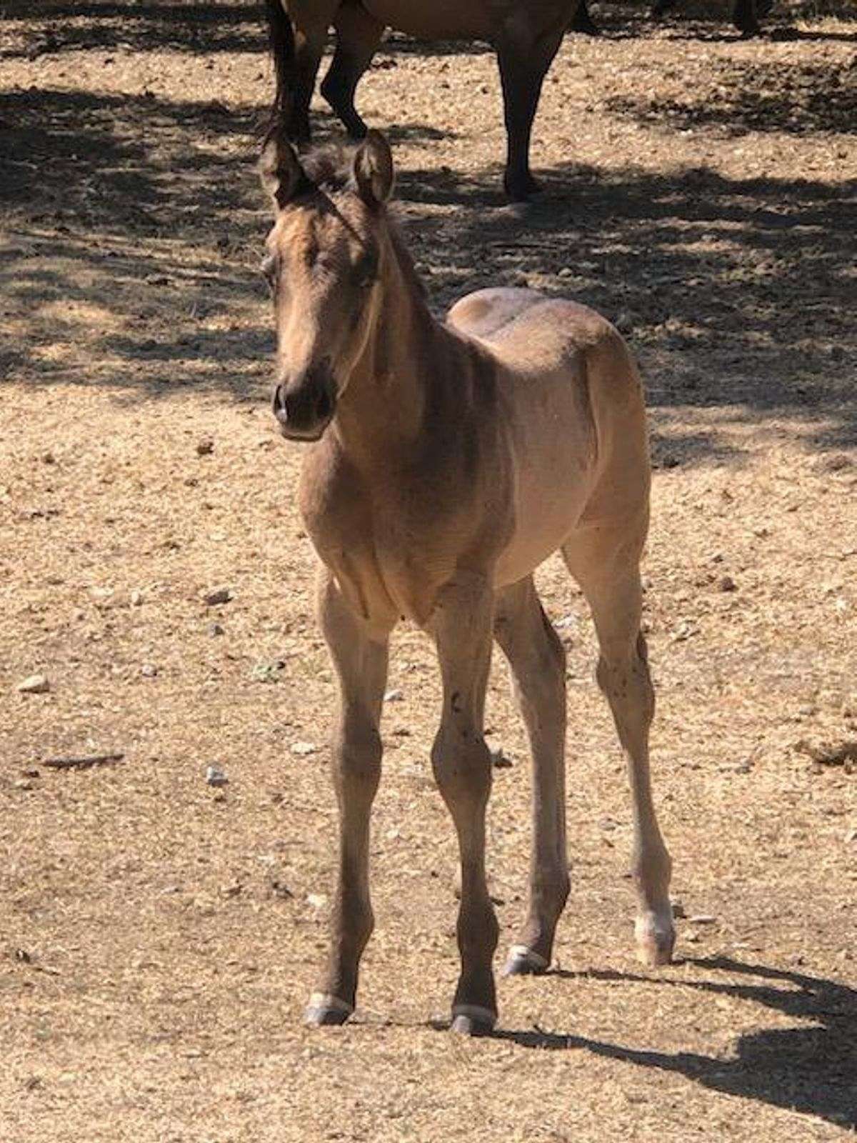 2025 Foundation Bred Sooty Buckskin Stud Colt
