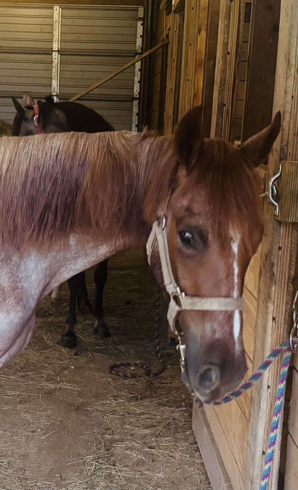 Gorgeous Red Roan Yearling