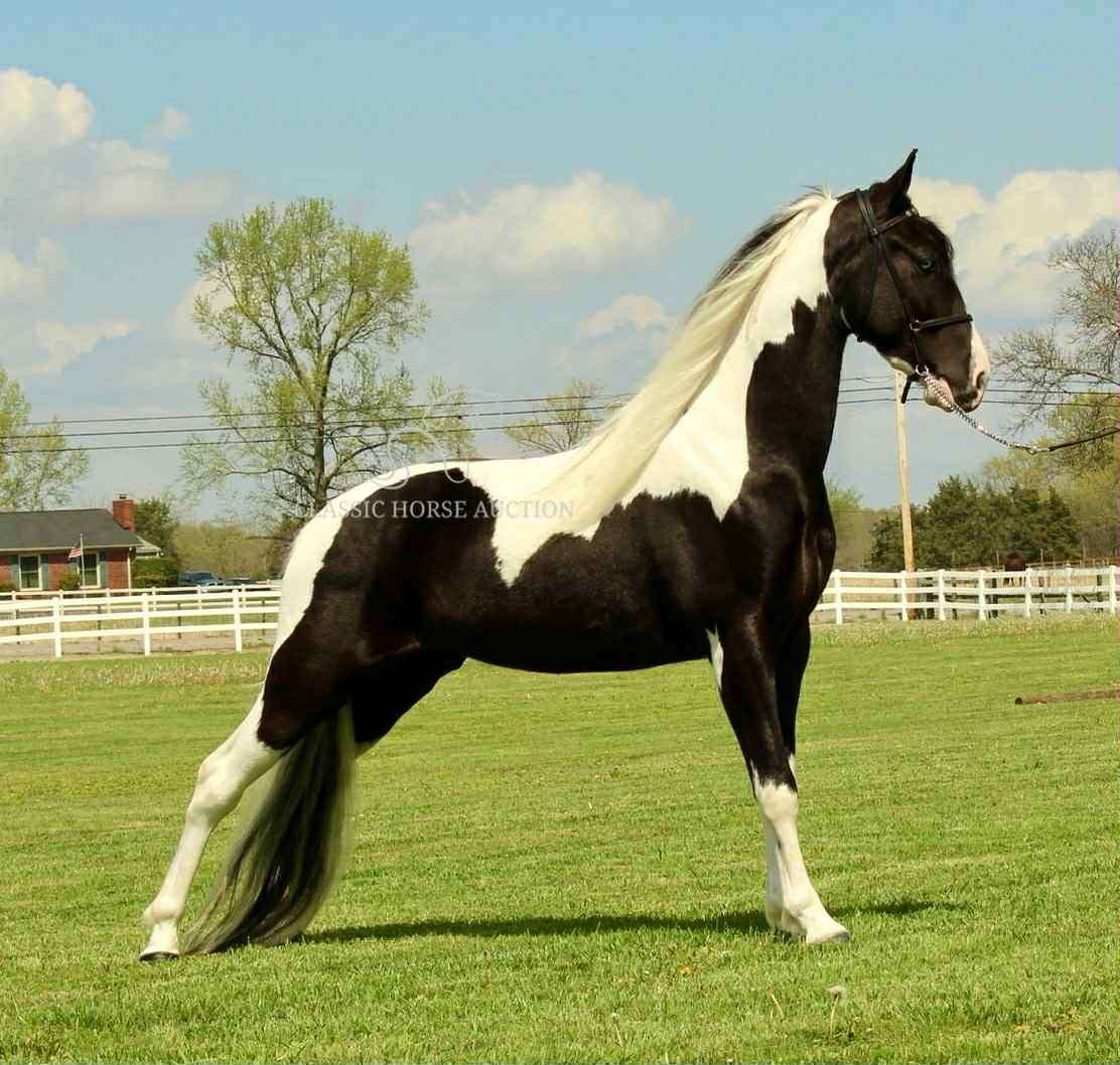 Gaited Spotted Saddle Gelding