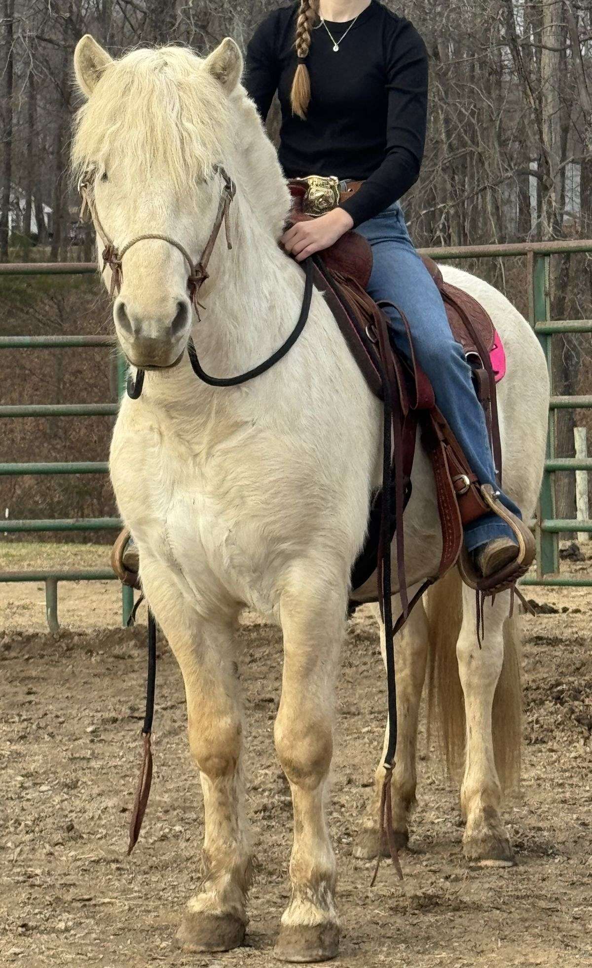 Rare Yellow Dun Stallion