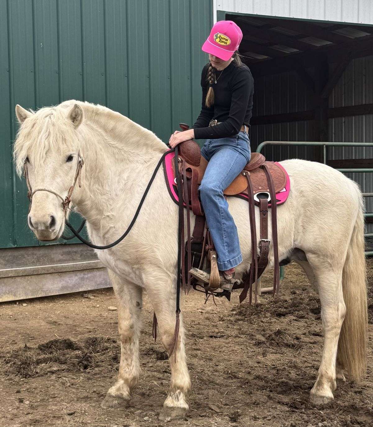 Rare Yellow Dun Stallion