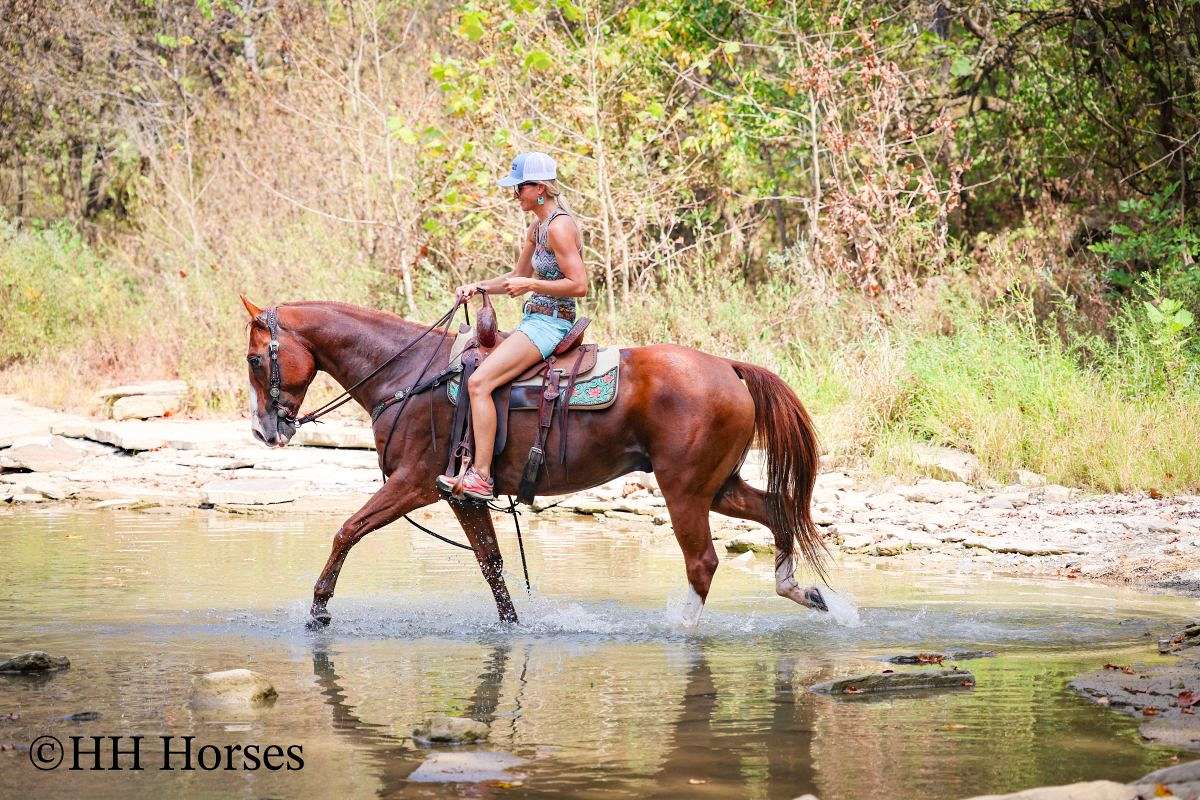 Super Nice AQHA Sorrel Gelding, Shown in Ranch Trail Classes, Gentle