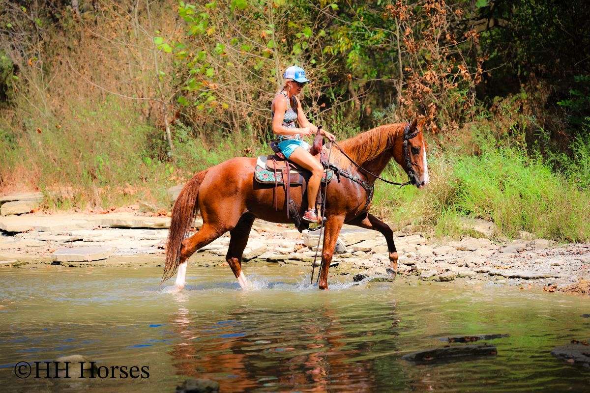 Super Nice AQHA Sorrel Gelding, Shown in Ranch Trail Classes, Gentle