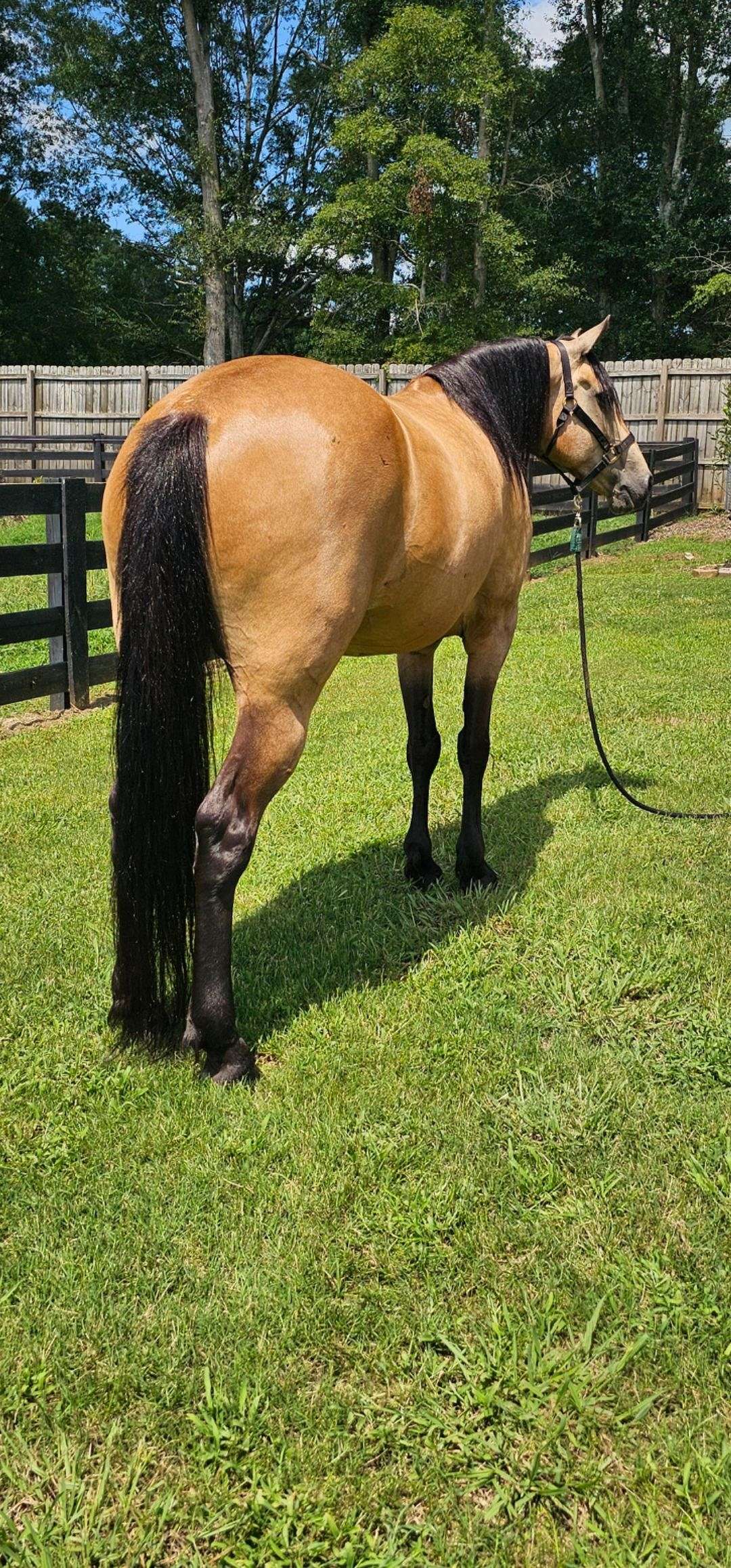 Bottega *Flashy *Buckskin *Gaited *Fun *Versatile *Show *Trail *Mare