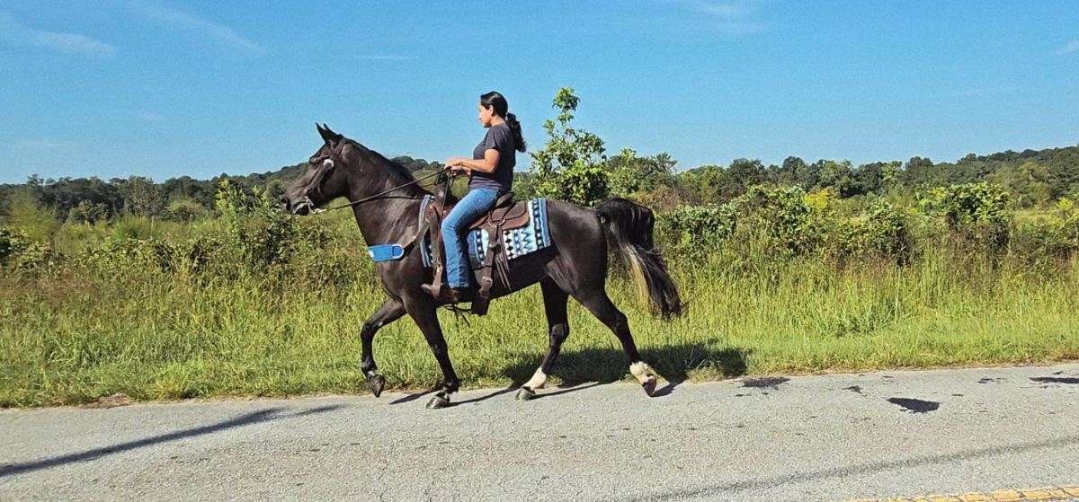 Coach *Black Roan *Roan *Gaited *Trail Horse *Show Horse *Flashy *Versatile