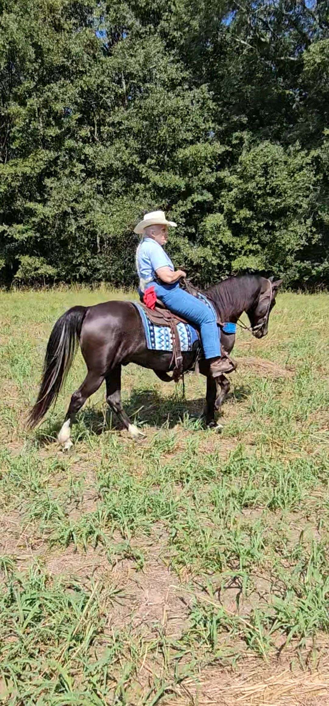 Coach *Black Roan *Roan *Gaited *Trail Horse *Show Horse *Flashy *Versatile