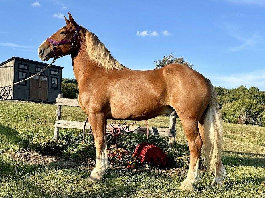 Cedar - Belgian Gelding