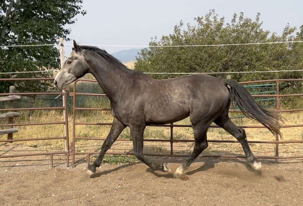 Warmbloods and Ponies for Sale