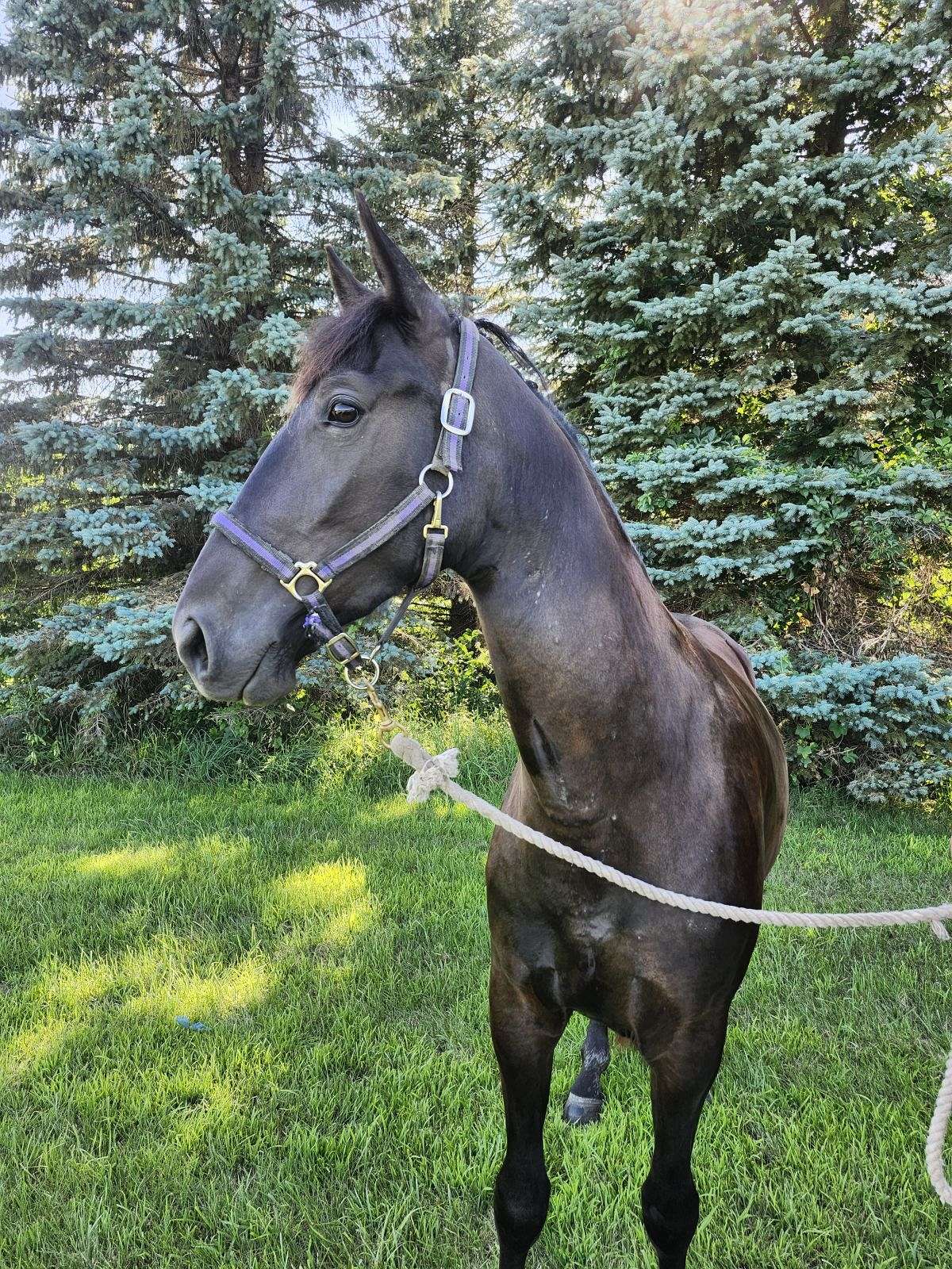 Pride and Joy