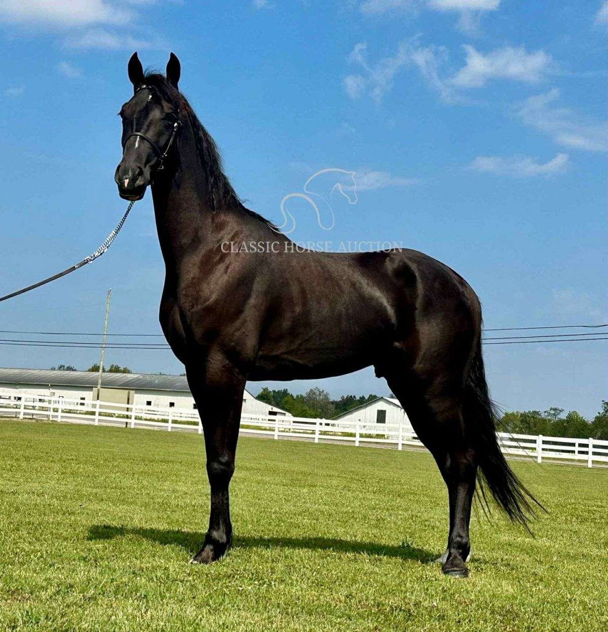 Trail Beauty Black and Bold