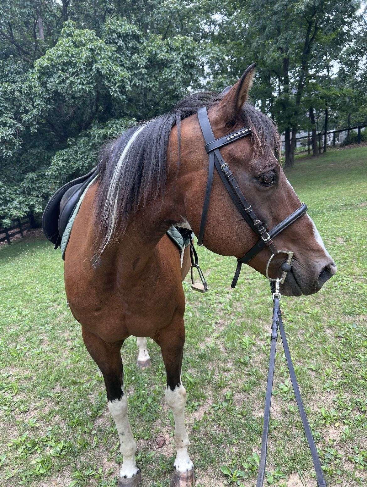 Well Rounded Quarter Cross (Jake)