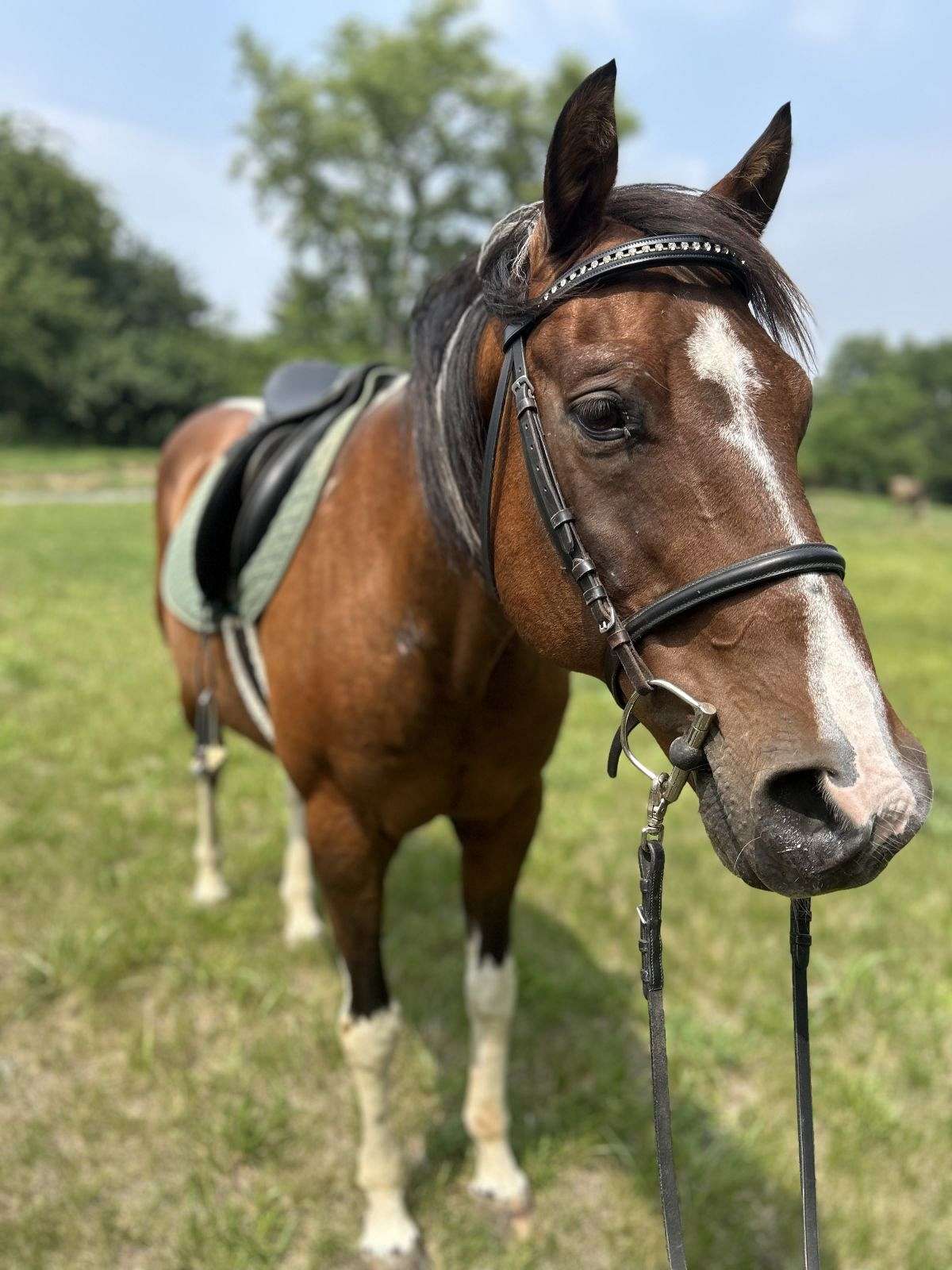 Well Rounded Quarter Cross (Jake)