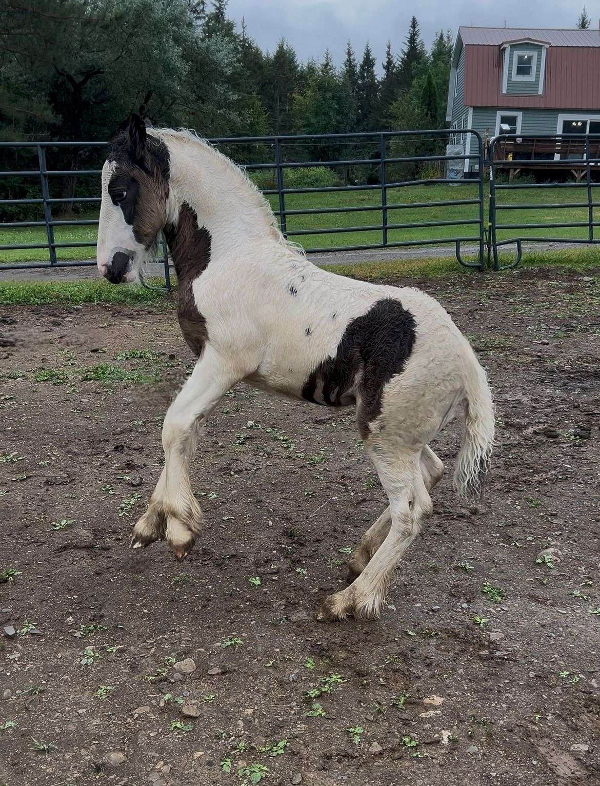 Purebred Gypsy Vanner Filly With Awesome Lines