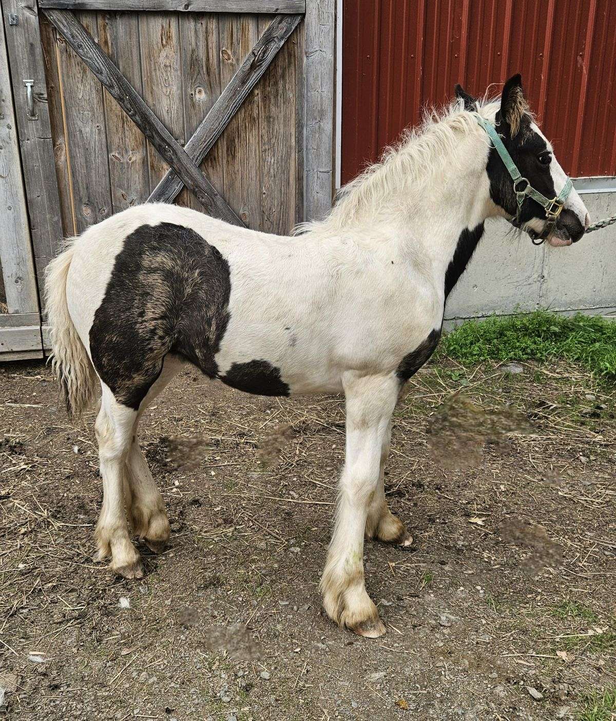 Purebred Gypsy Vanner Filly With Awesome Lines
