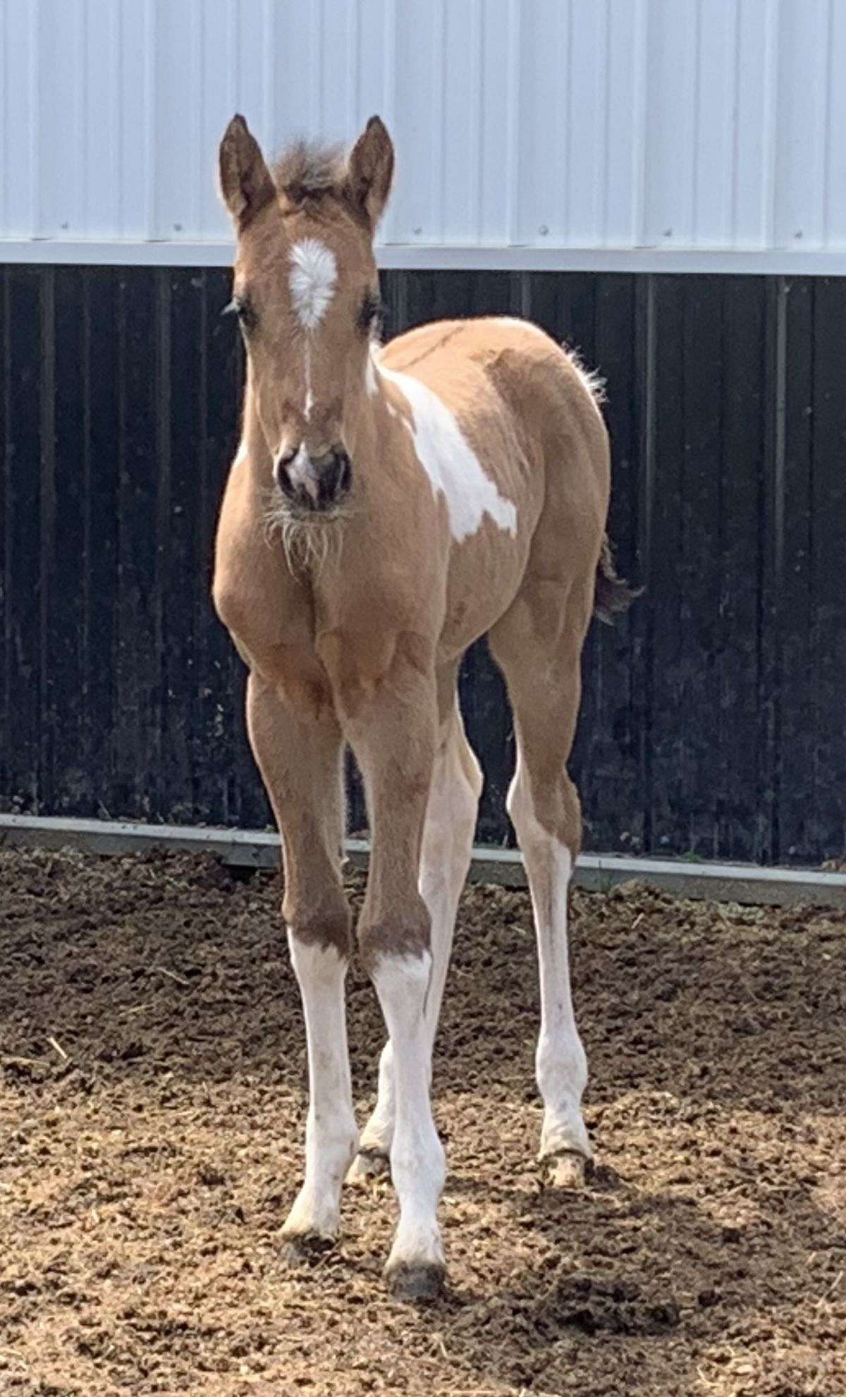 Fancy Double Homozygous Bay Dun APHA Weanling Filly