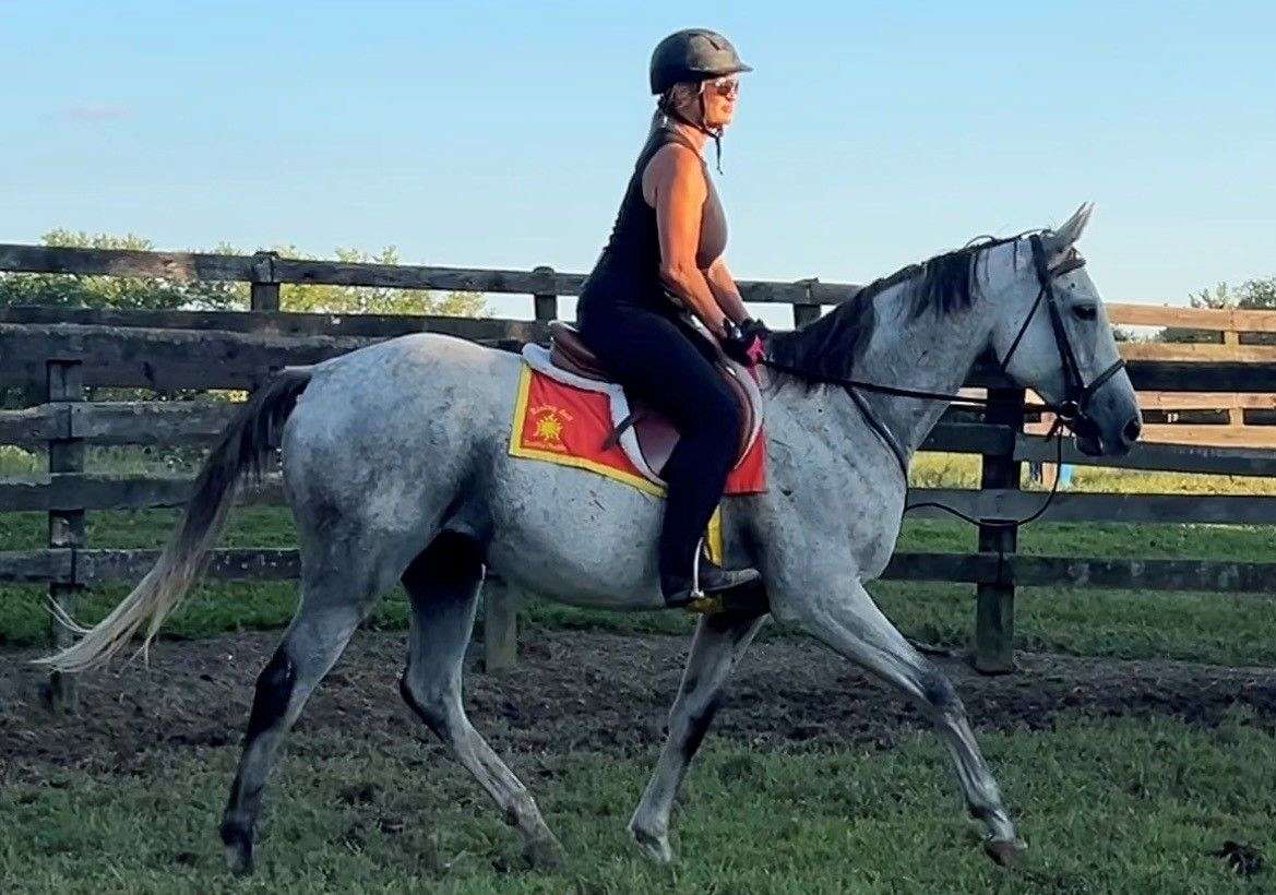 Handsome Dapple Grey Gelding