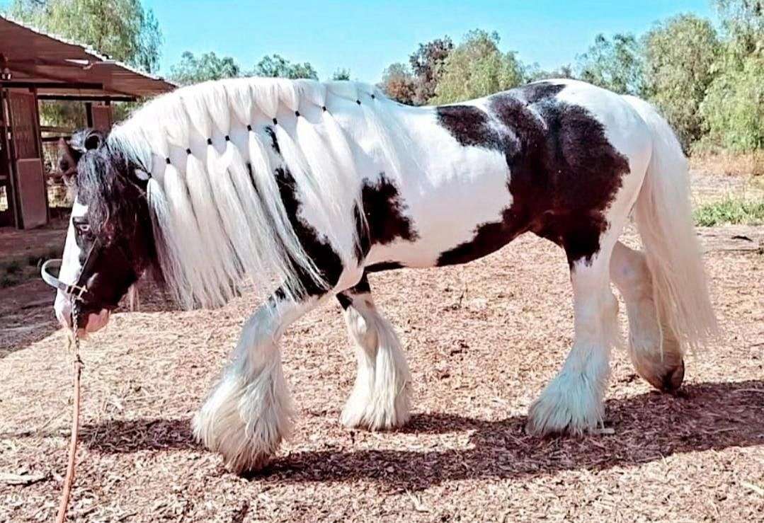 Gypsy Stallion
