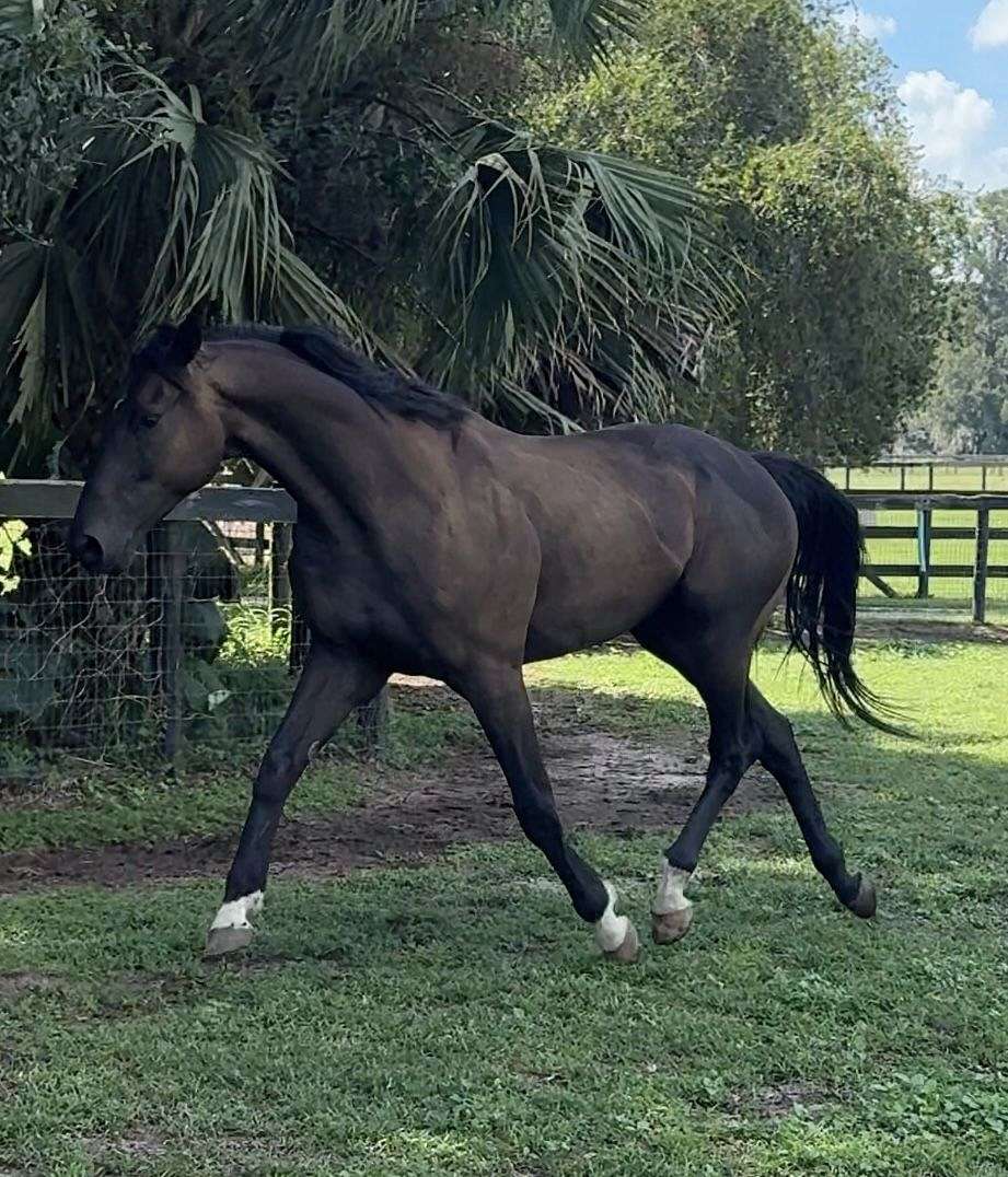 Tall Dark and Handsome