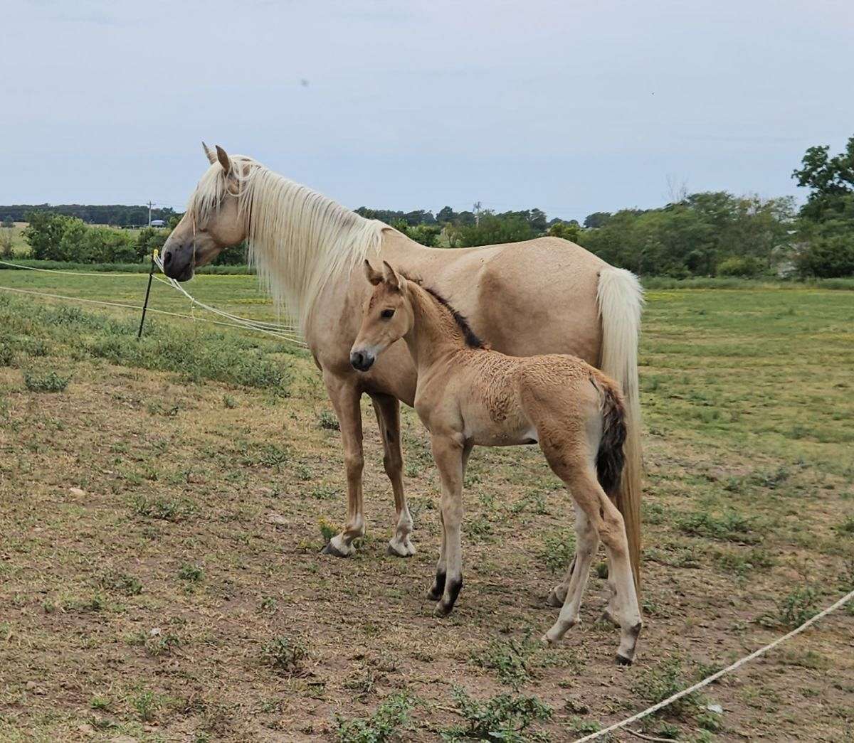 Dolly Dunskin TWHBEA Filly Born Aug 6, 2025