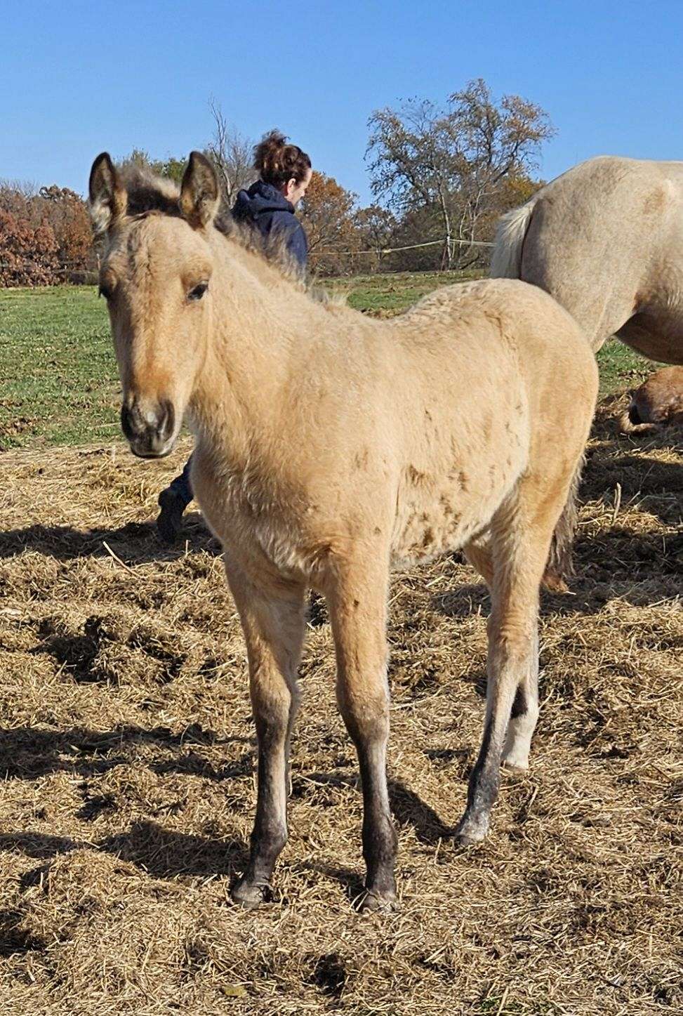 Dolly Dunskin TWHBEA Filly Born Aug 6, 2025