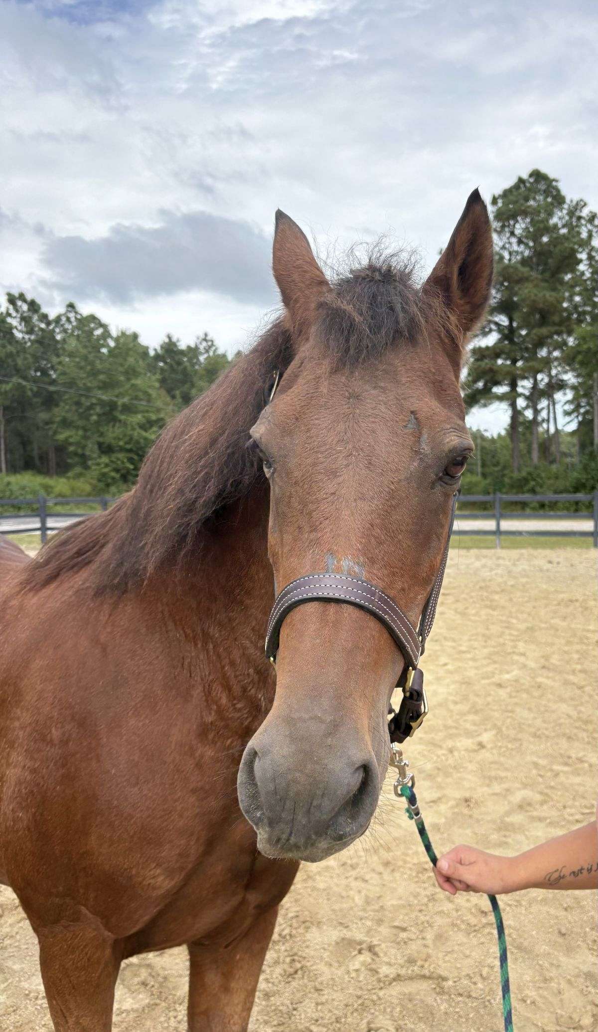 Bay Morgan Gelding