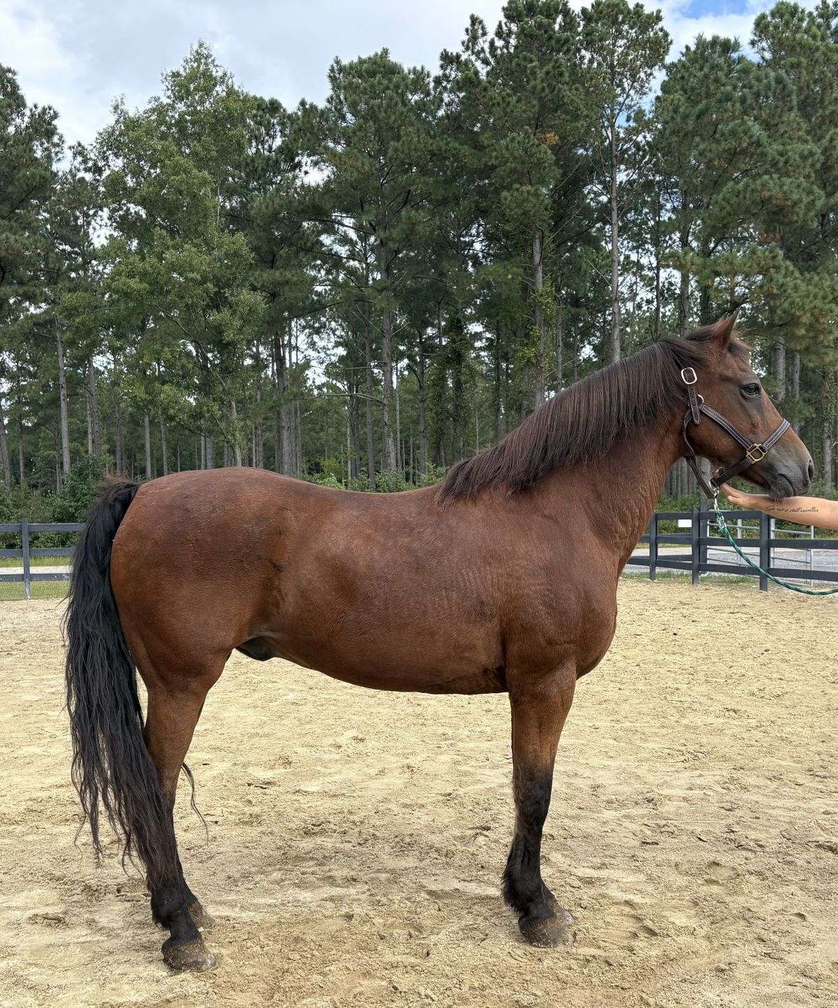 Bay Morgan Gelding