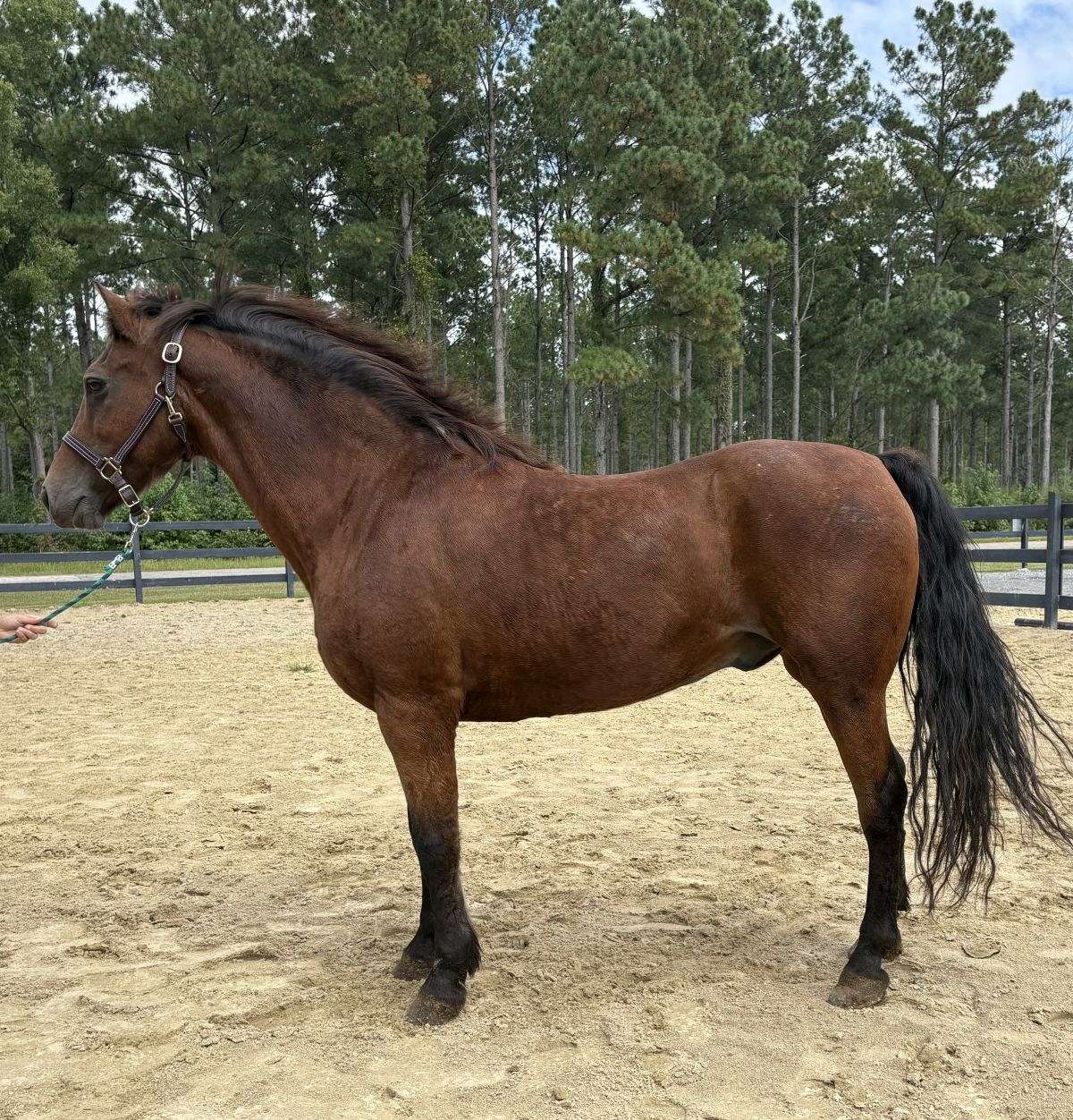 Bay Morgan Gelding