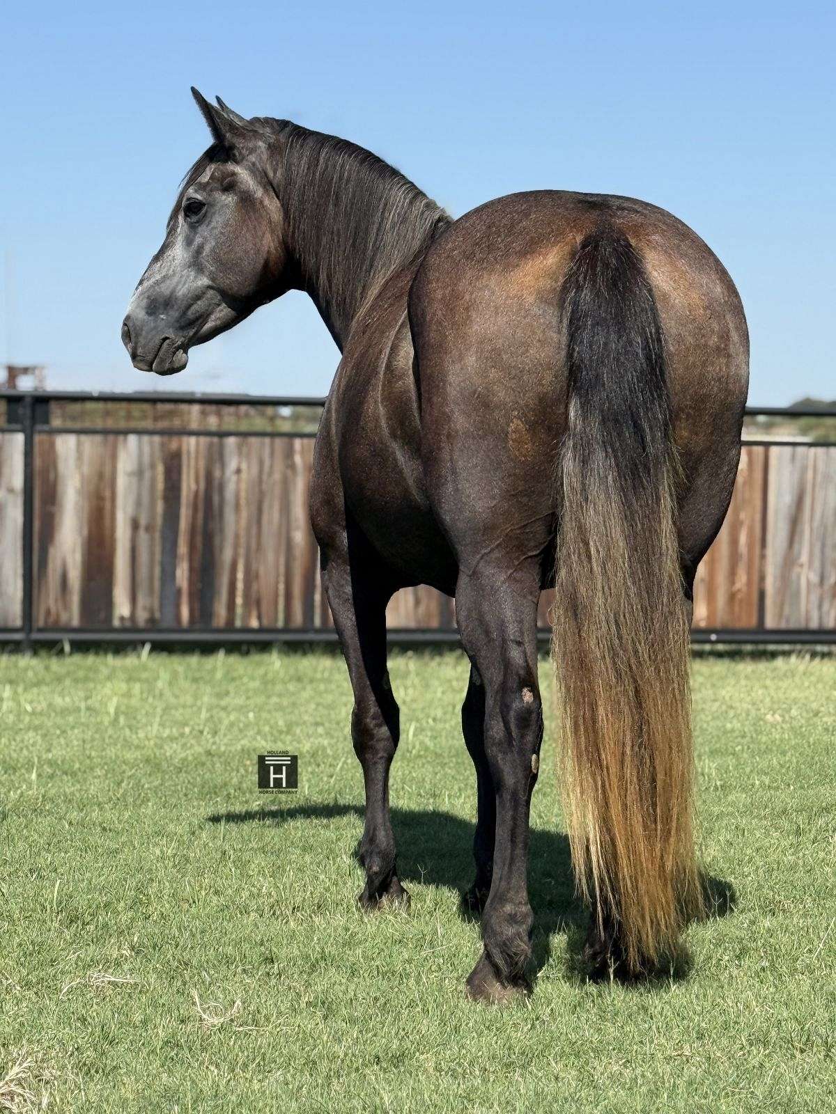 Beautiful Versatile 4 Yr Old Grey Draft Cross Mare!