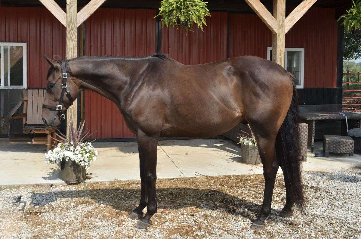 Trustworthy Trail Horse Deluxe 7 Yr Old Bay Thoroughbred Gelding!