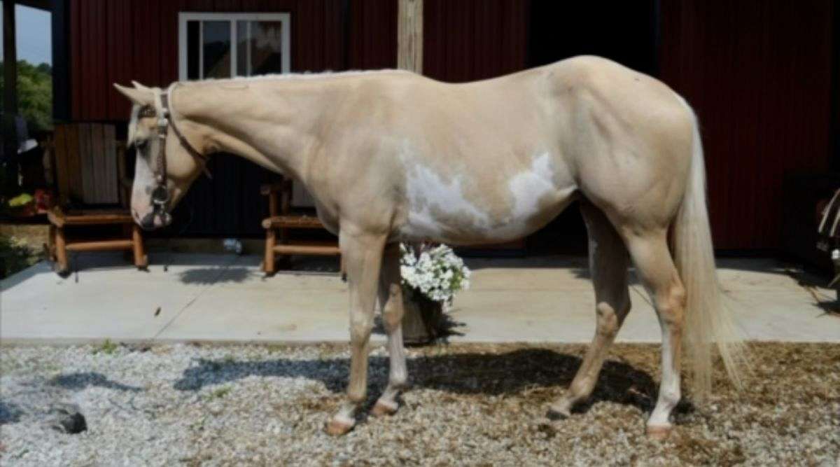 Beatiful All Around 2 Yr Old Palomino Overo AQHA Paint Cross Mare!