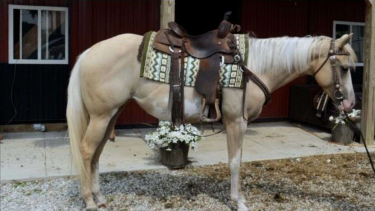 Beatiful All Around 2 Yr Old Palomino Overo AQHA Paint Cross Mare!