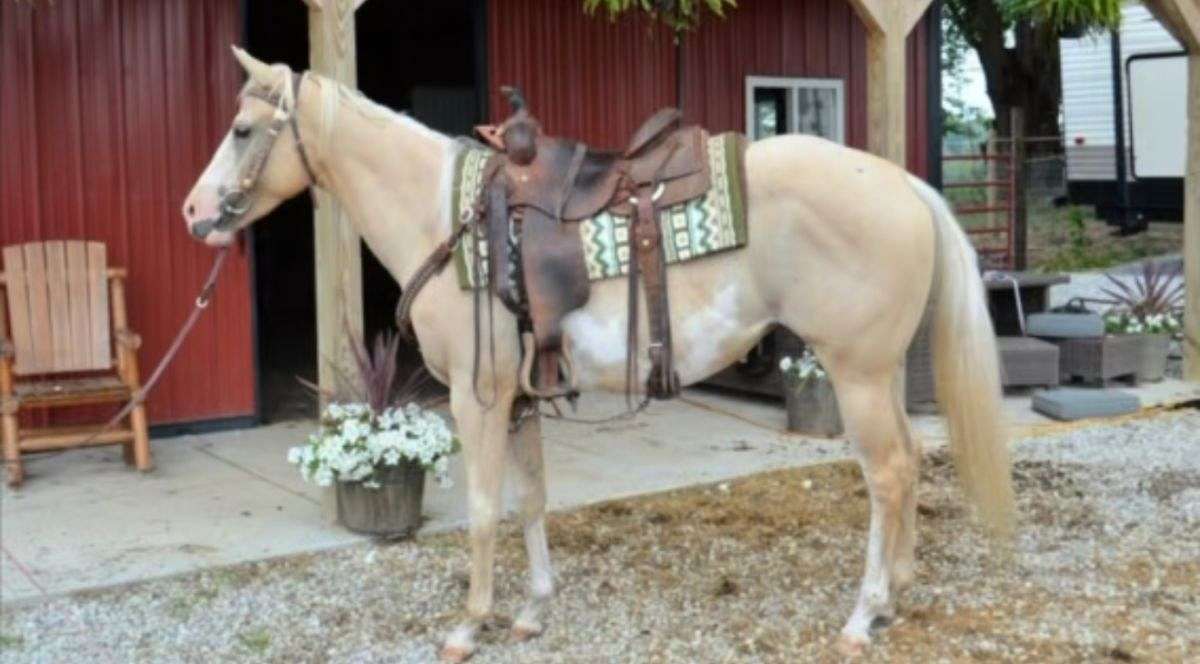 Beatiful All Around 2 Yr Old Palomino Overo AQHA Paint Cross Mare!