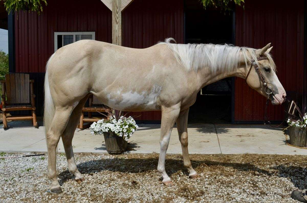 Beatiful All Around 2 Yr Old Palomino Overo AQHA Paint Cross Mare!