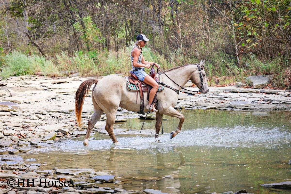 Unique Rare Colored Champagne AQHA Registered Gelding, Trail Rides, Cattle
