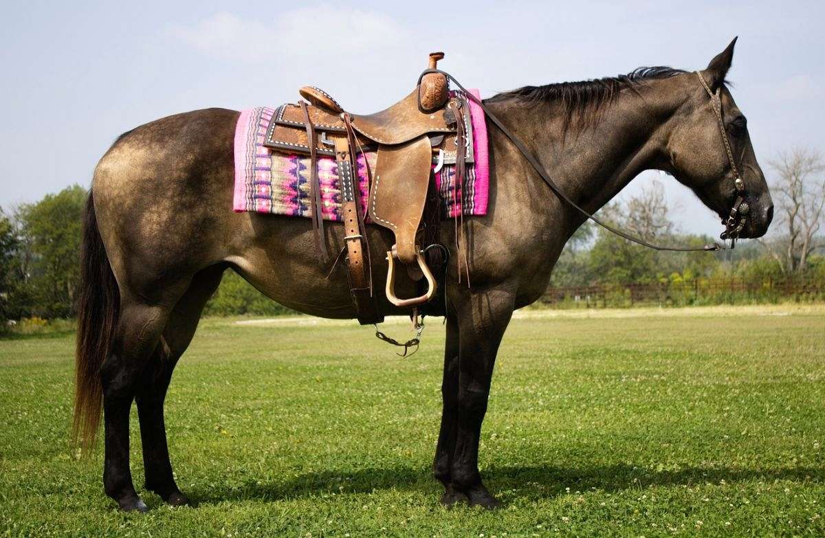 Ultimate Family Horse 11 Yr Old Buckskin Quarter Horse Mare!