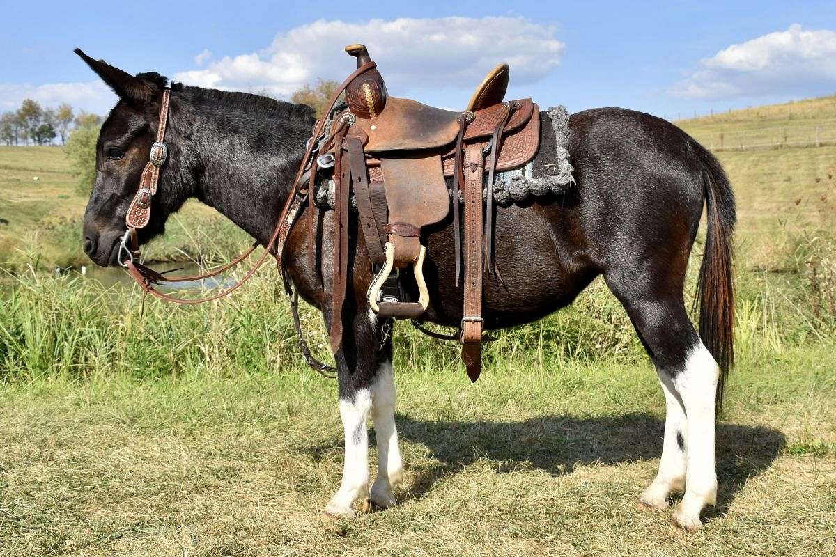One-of-a-Kind Miniature Mule Ride, Drive & Trick Trained
