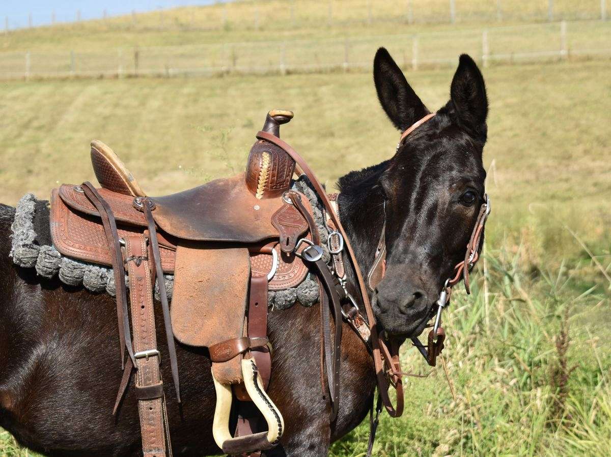 One-of-a-Kind Miniature Mule Ride, Drive & Trick Trained