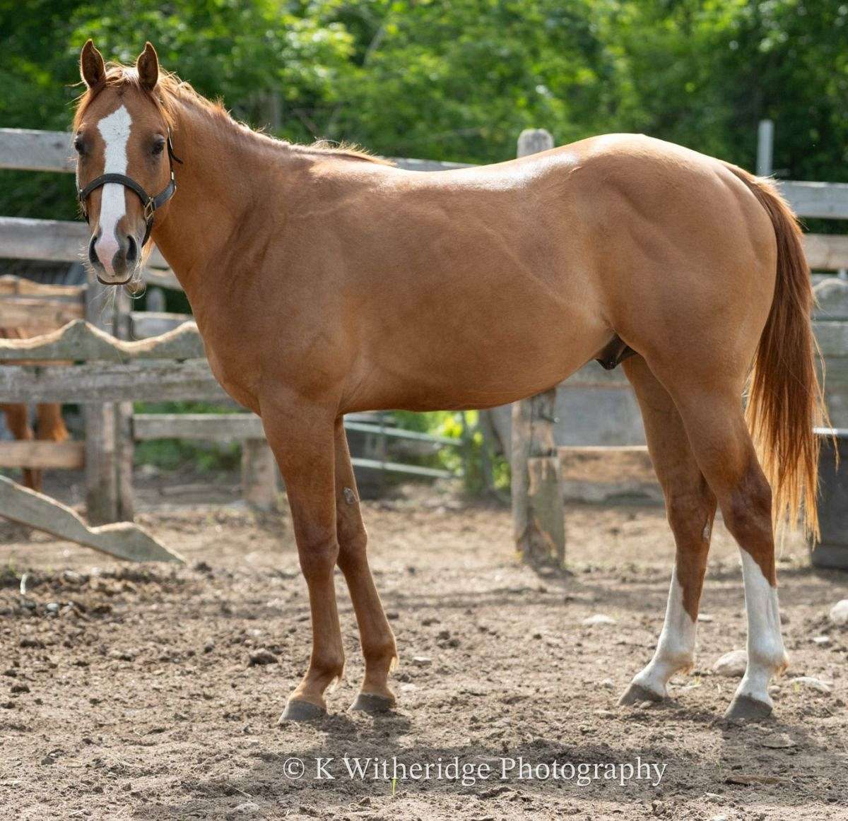 2 Year Old Red Dun Gelding