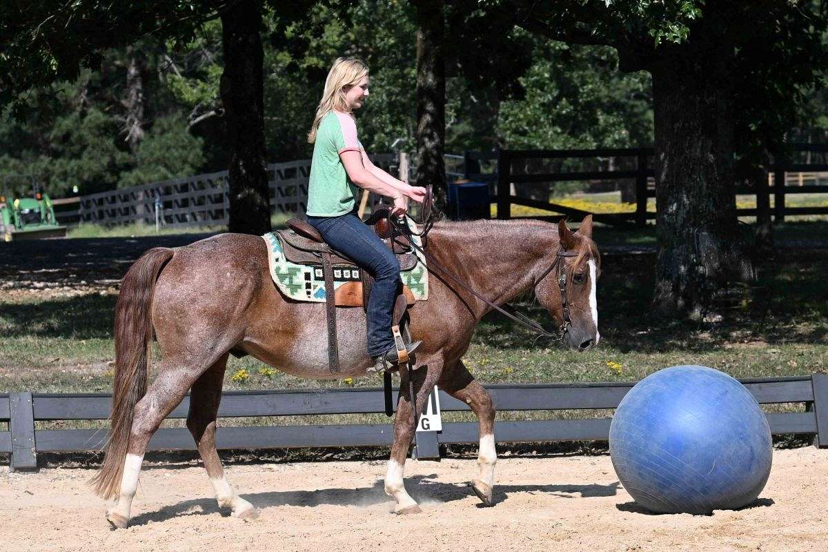 Rebel - Stunning Red Roan Quarter Horse Gelding!