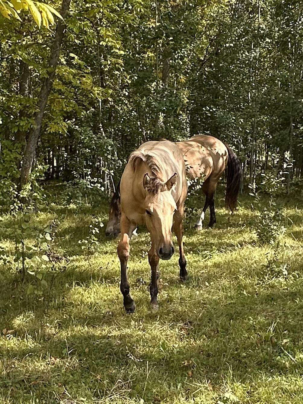 Haa Steel N Peaches (Pending)