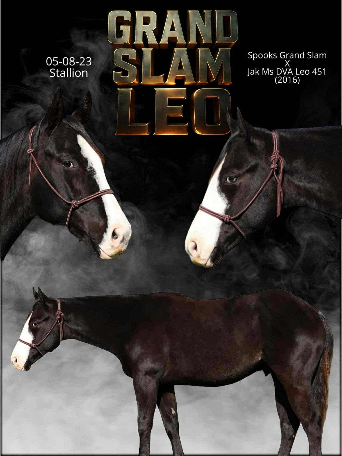 Gunner,Quarter, Horse, Stud,Colt,Stallion,Black,Splash