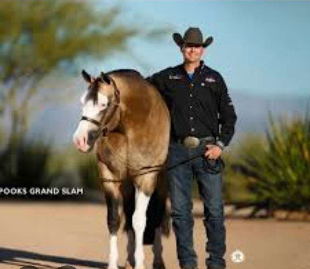 Gunner,Quarter, Horse, Stud,Colt,Stallion,Black,Splash