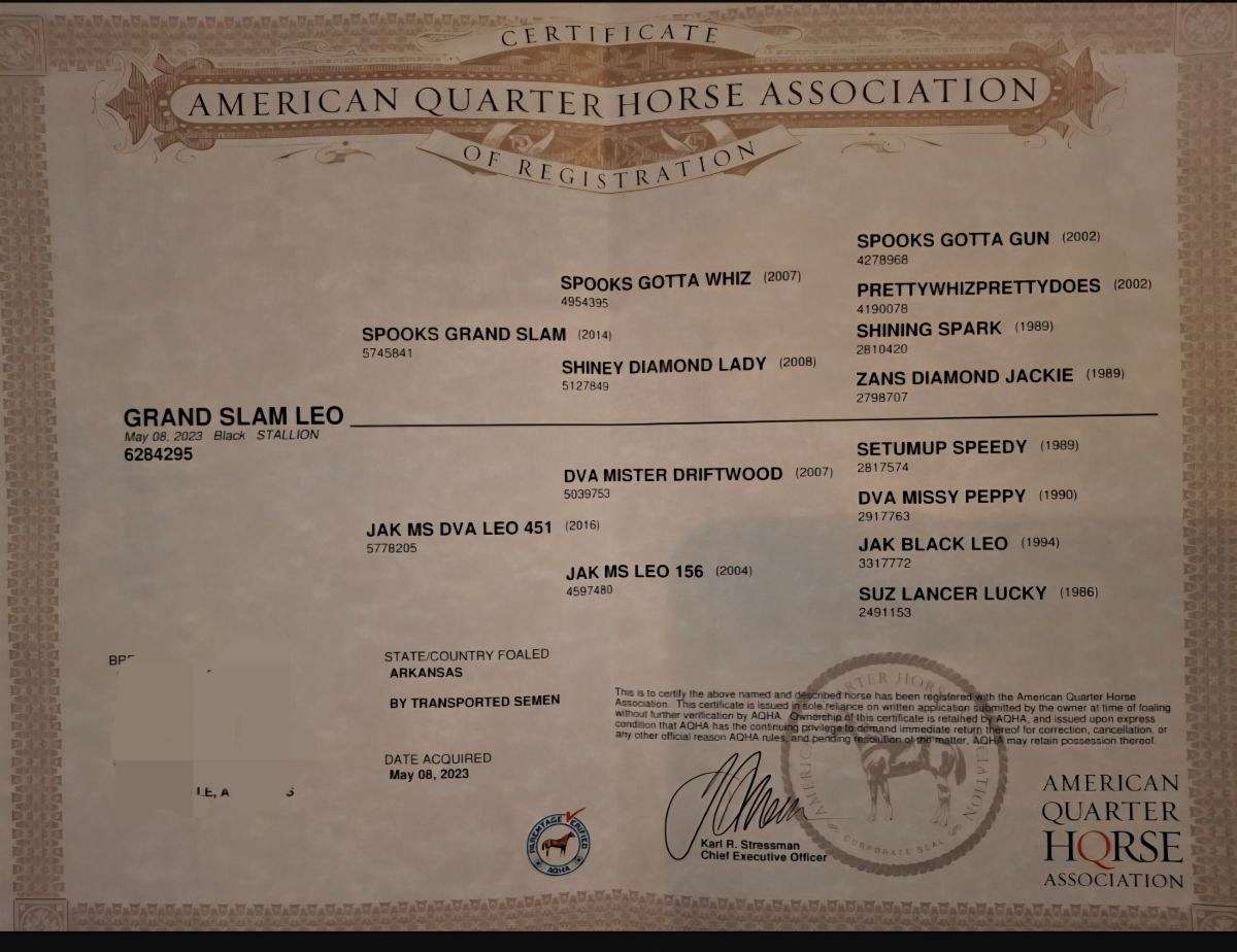 Gunner,Quarter, Horse, Stud,Colt,Stallion,Black,Splash