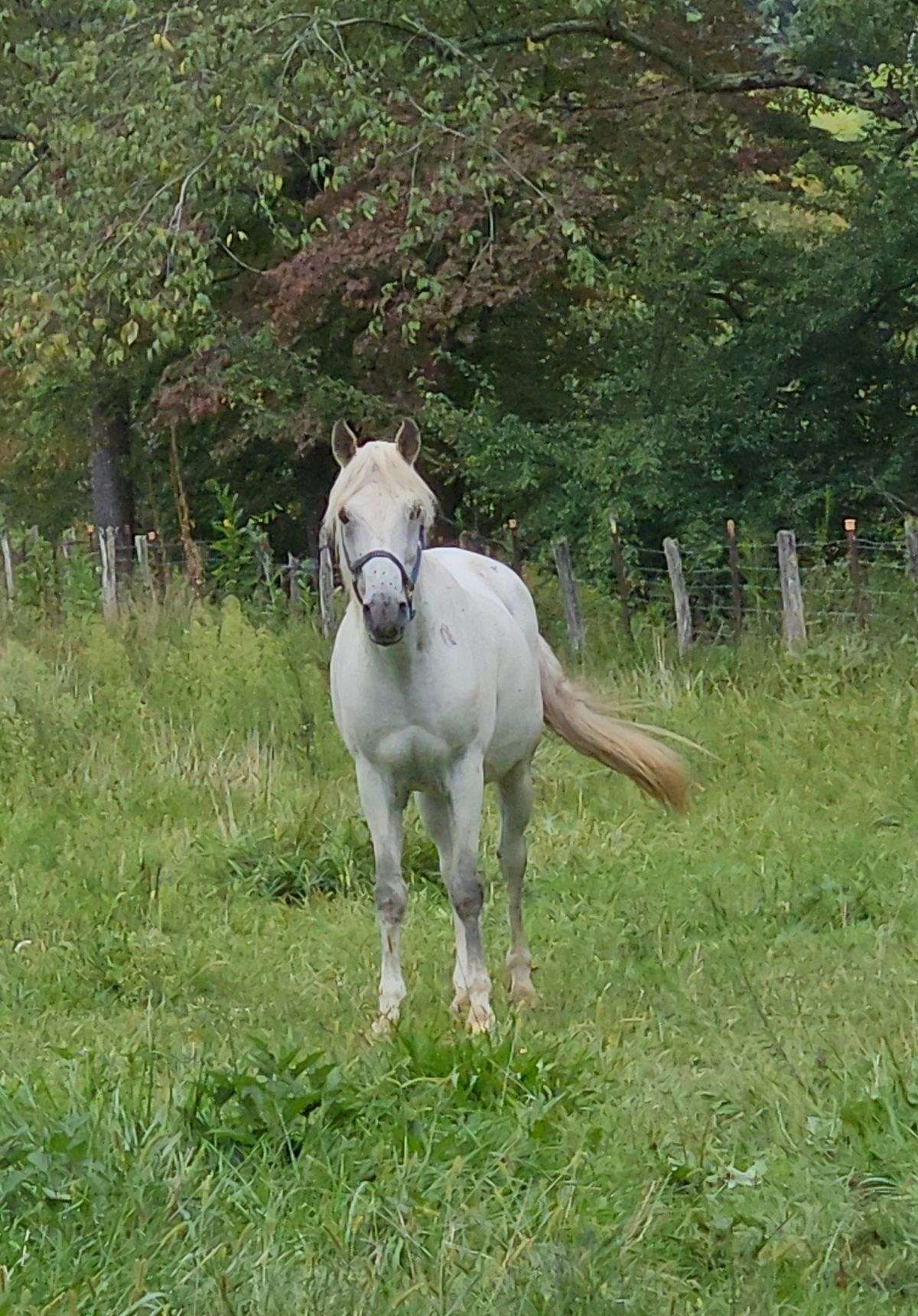 Large Gaited Pony Gelding for Adoption