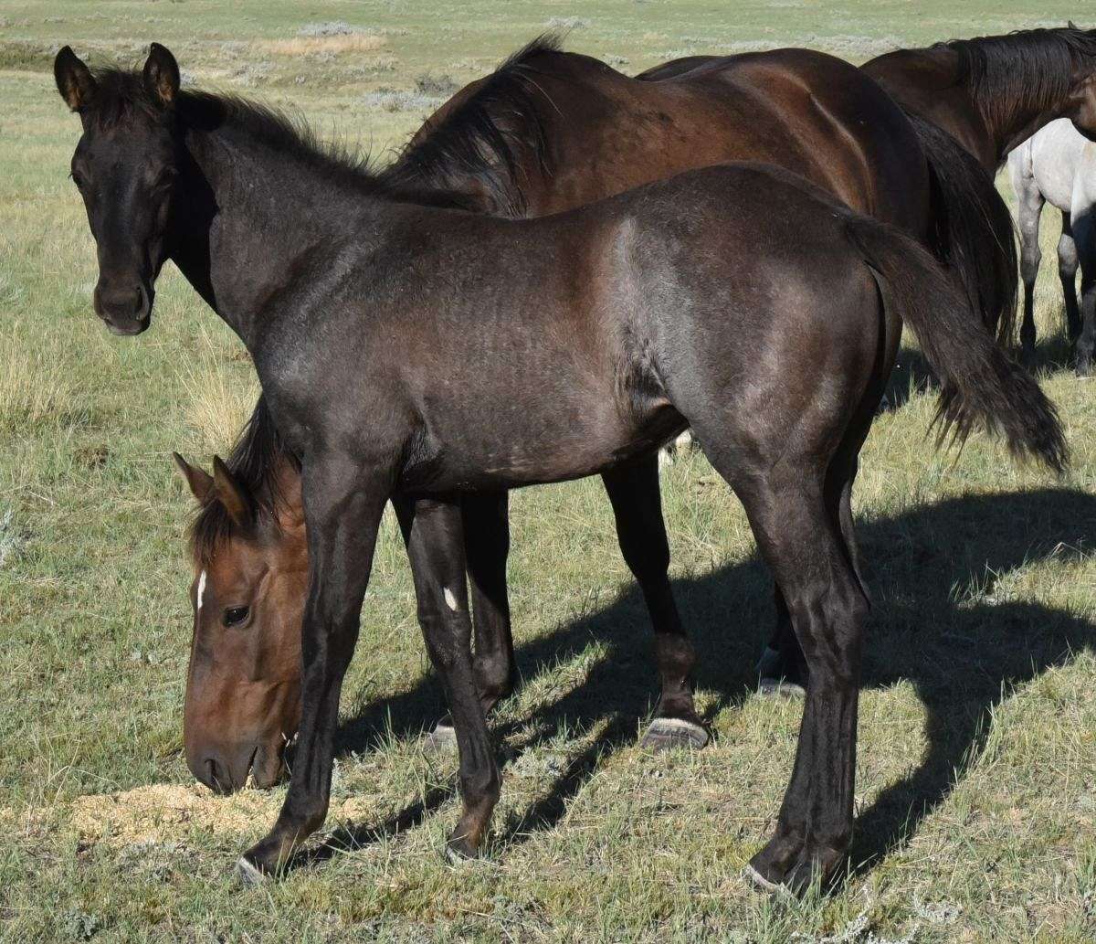 Roan Filly With No White